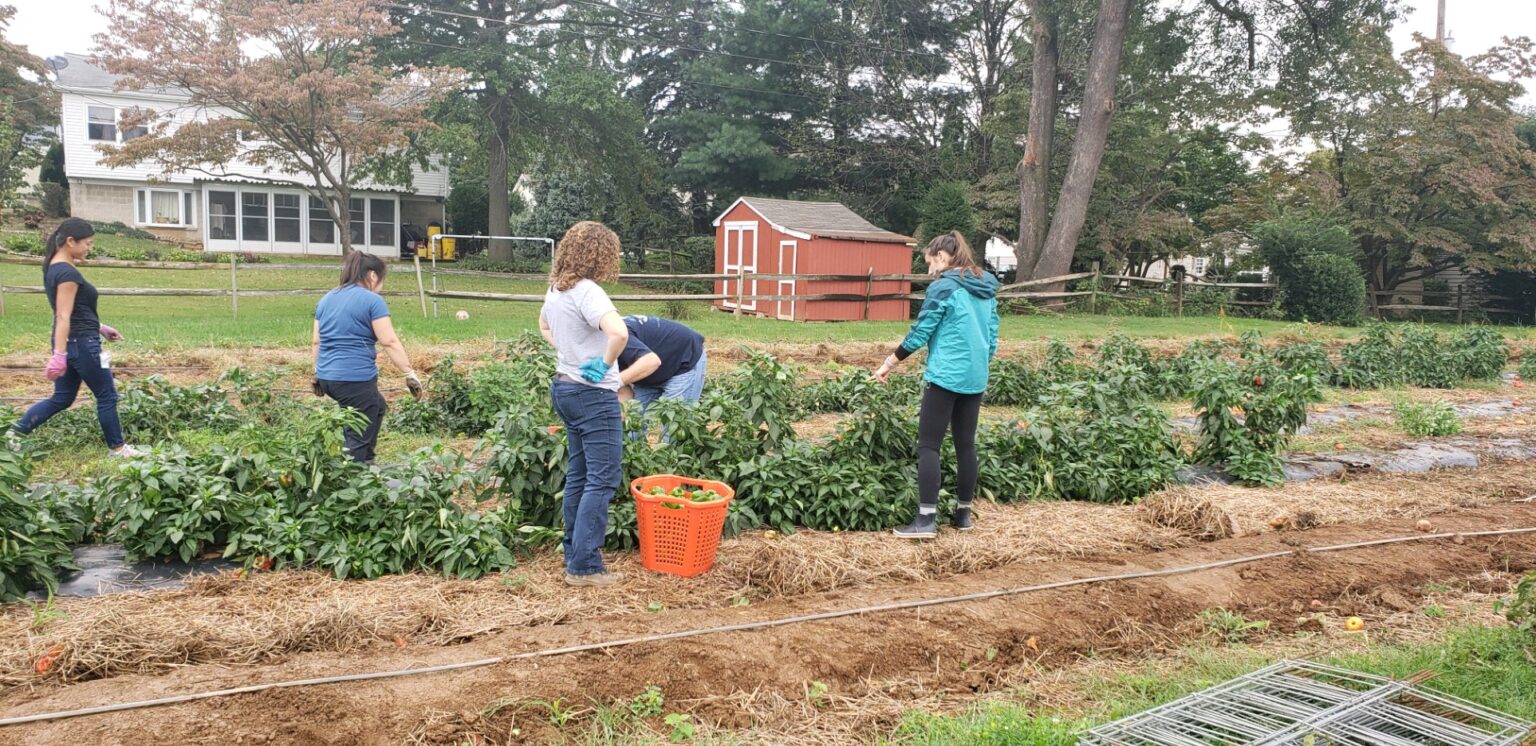 Our Farming Practices – York Fresh Food Farms